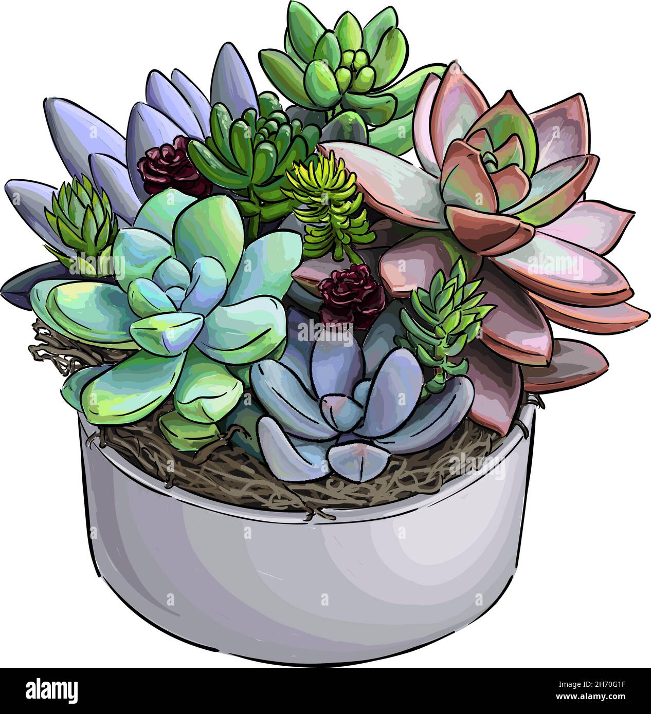 succulent drawing
