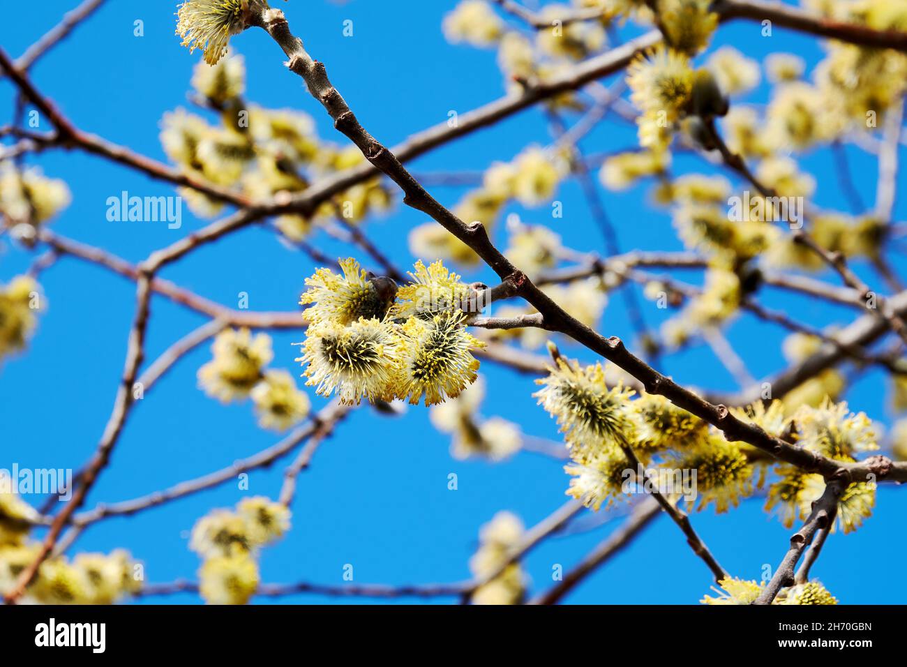 Fresh willow tree branch with buds and the blue sky. Spring nature ...