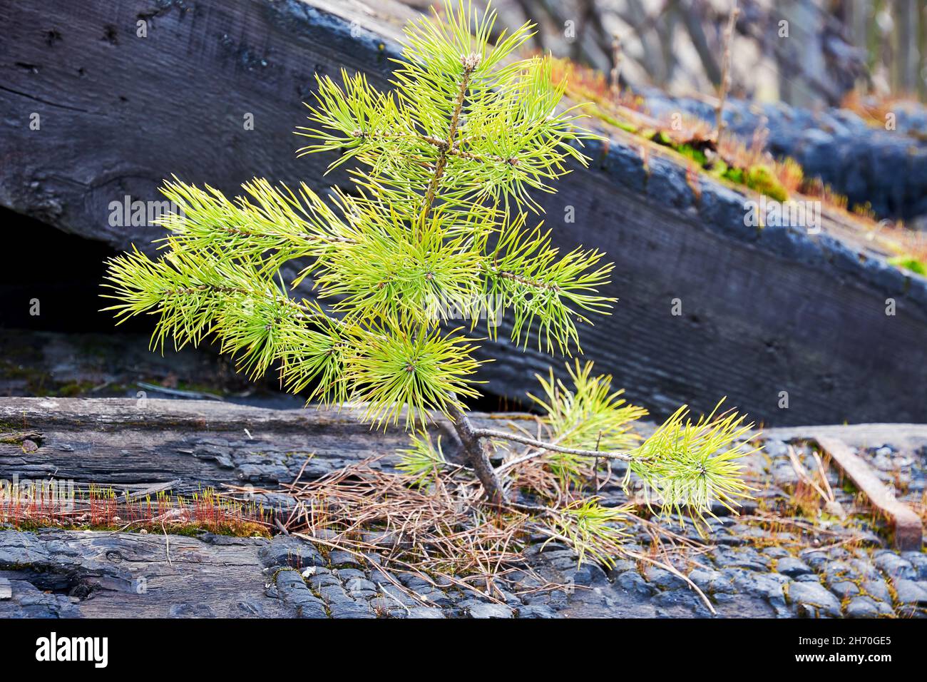 Save nature environment and forests concept. Take care of a planet and ...