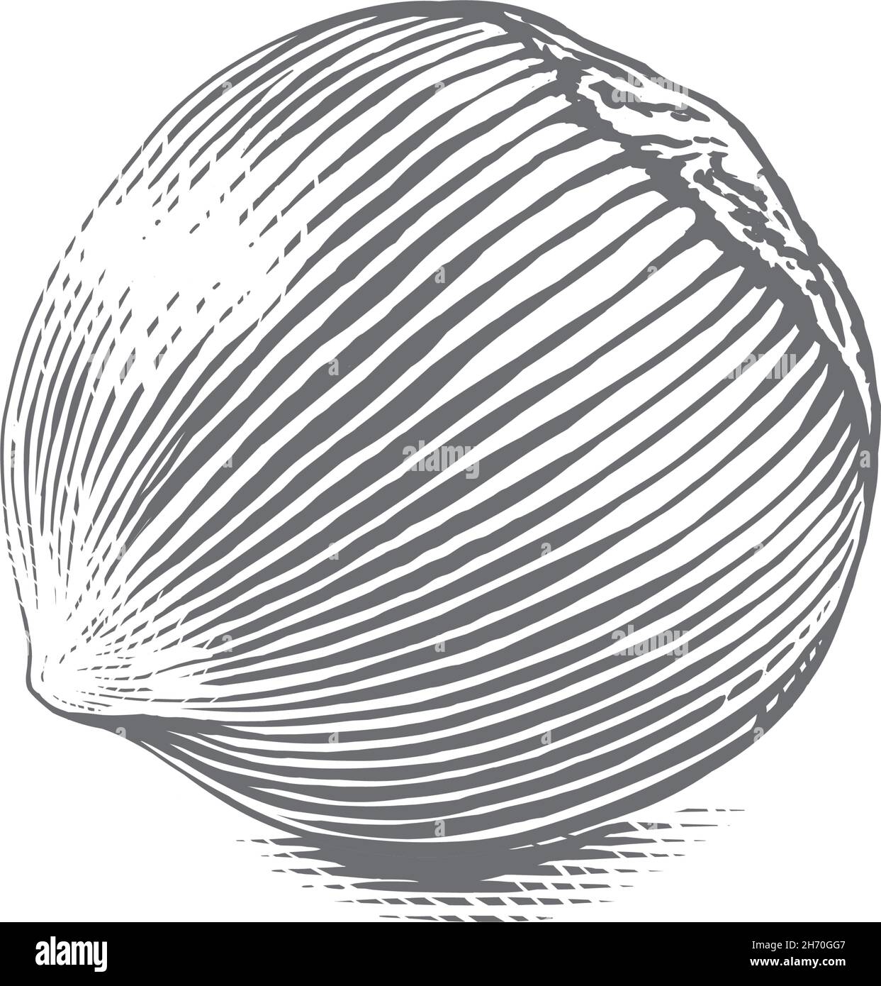 filbert Hand drawing sketch engraving illustration style Stock Vector ...