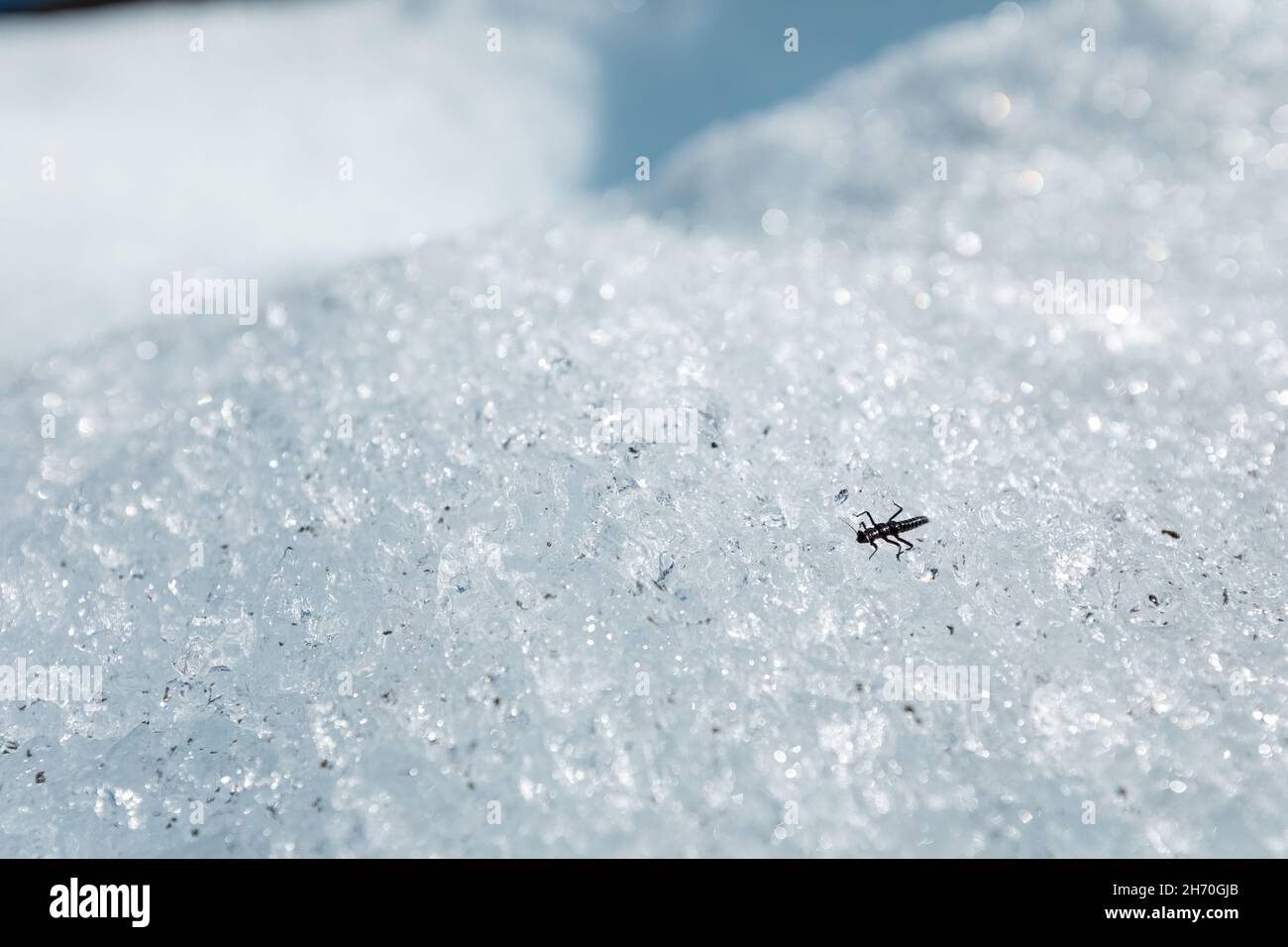 Melting insect hi-res stock photography and images - Alamy
