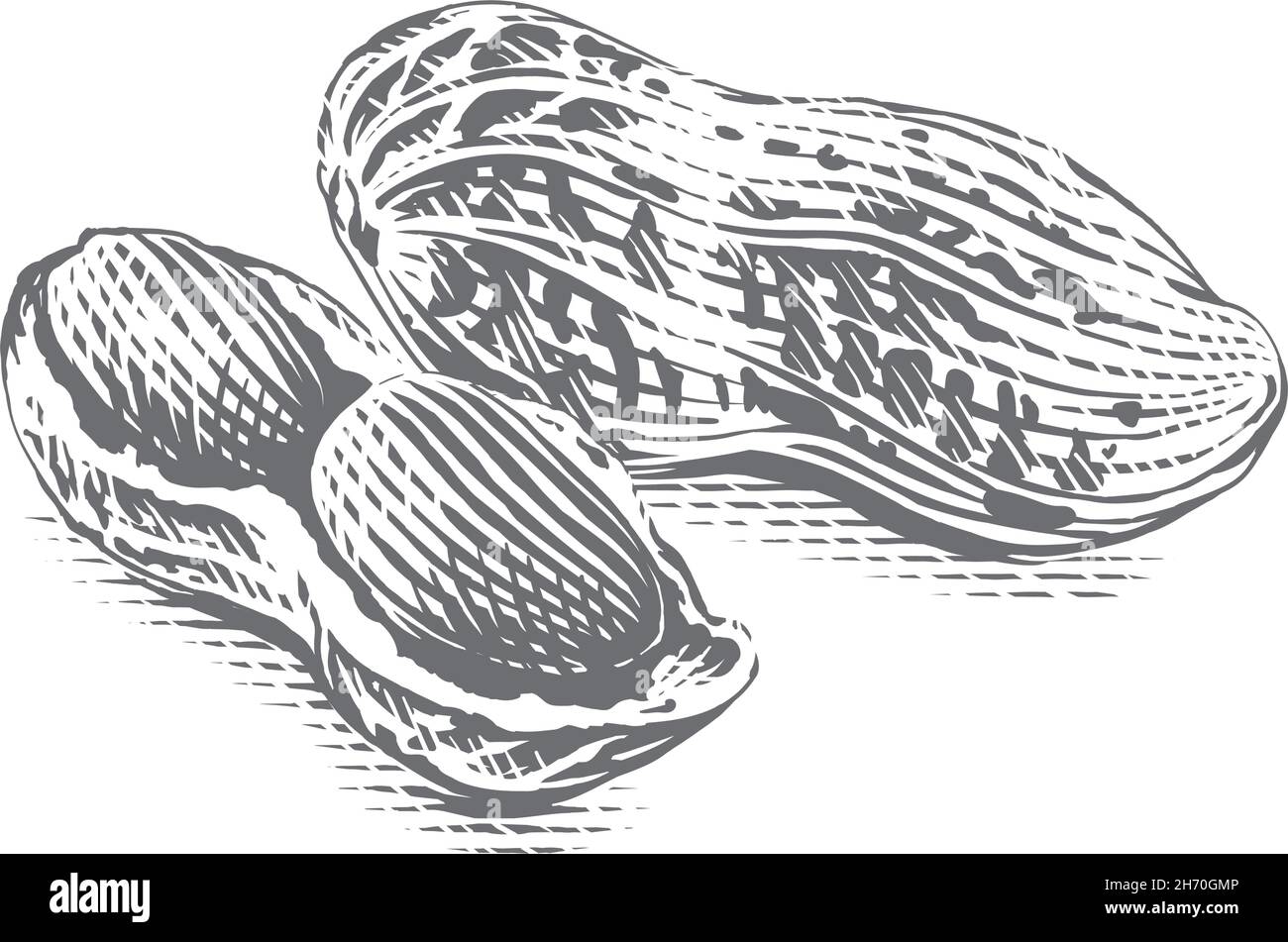 peanut Hand drawing sketch engraving illustration style Stock Vector ...