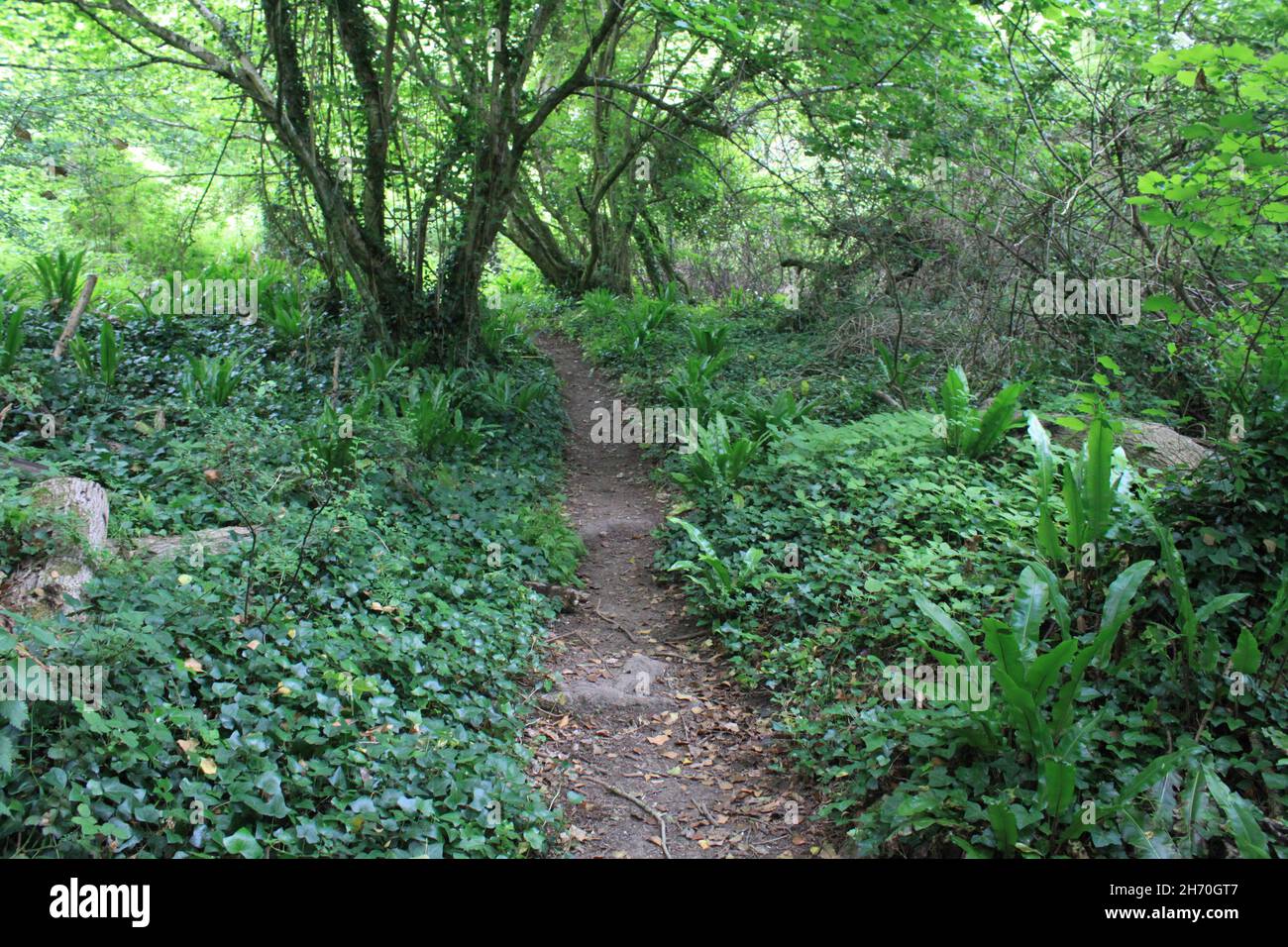 Bindon cliffs. The England south west coast path. South Devon. England ...