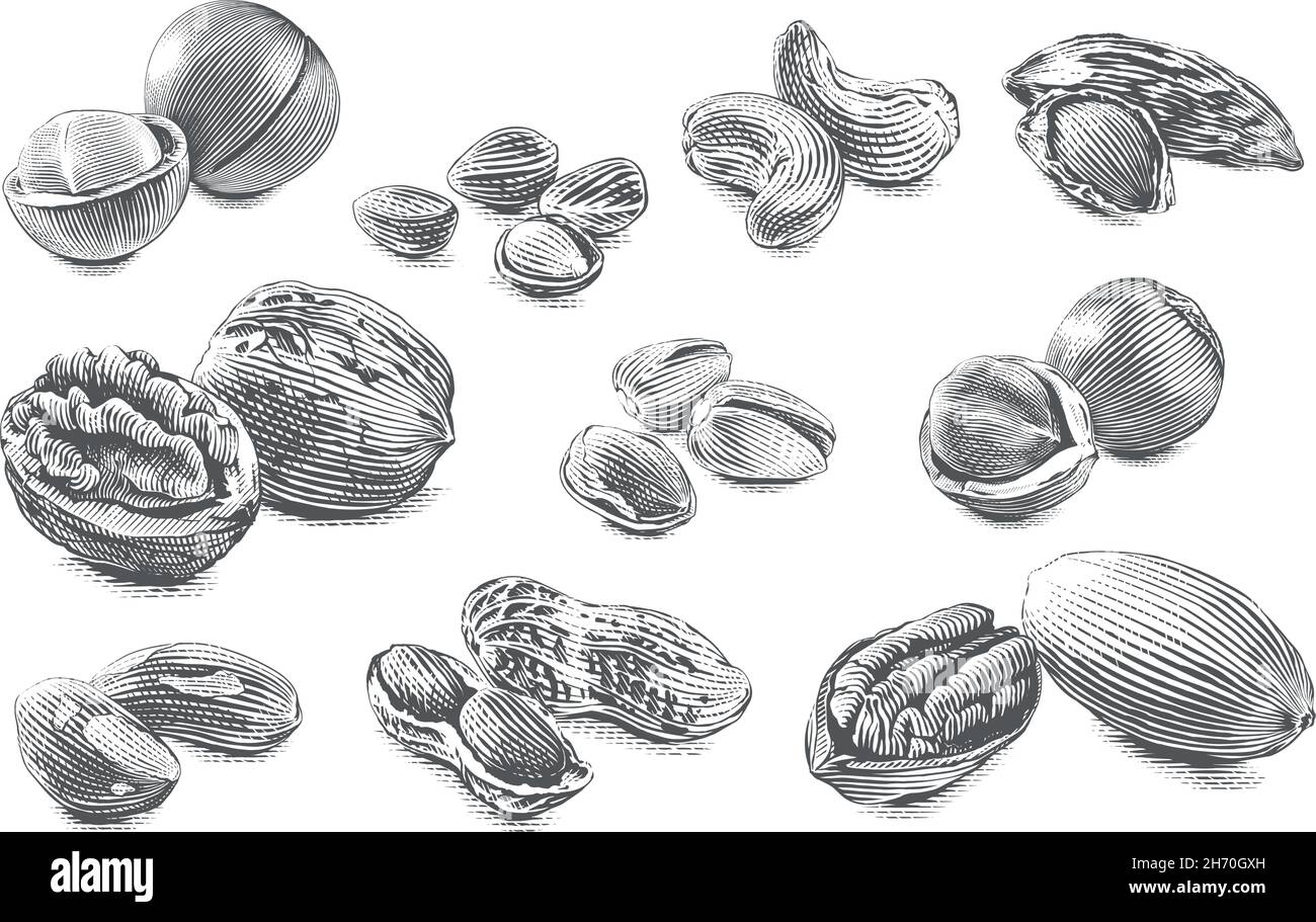 nut set collection Hand drawing sketch engraving illustration style ...
