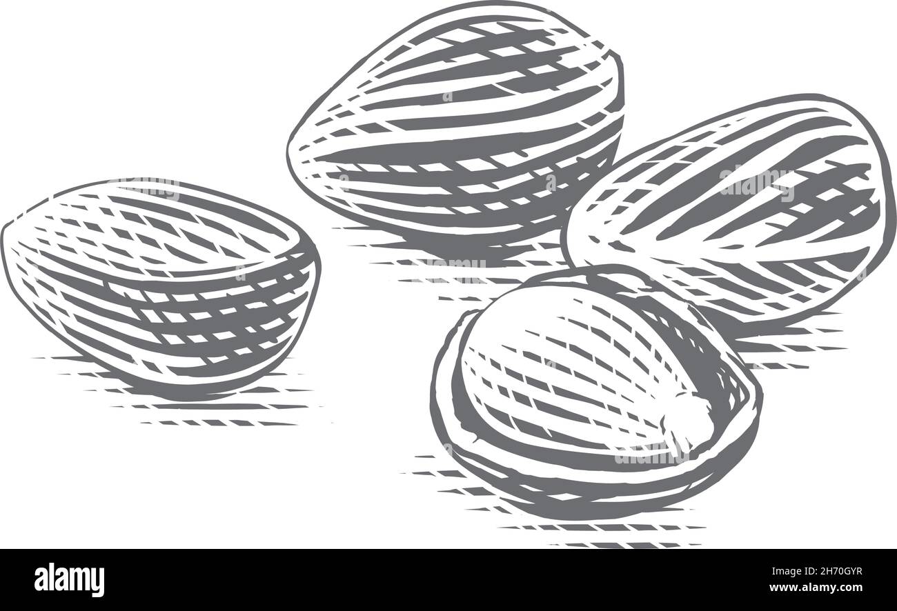 cedar nut Hand drawing sketch engraving illustration style Stock Vector ...
