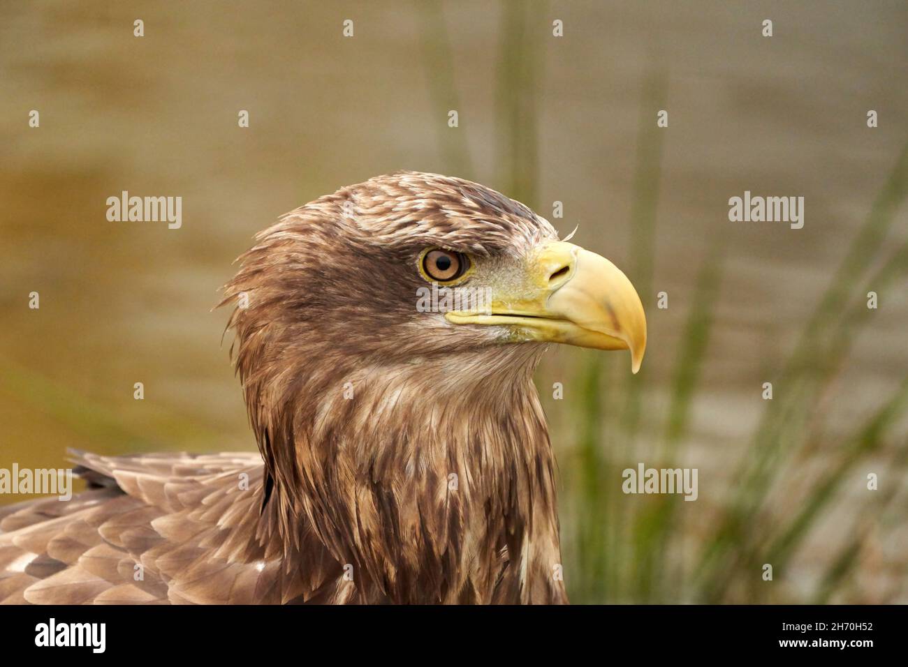 A detailed bald eagle head, yellow bill. The bird sits on the edge of ...