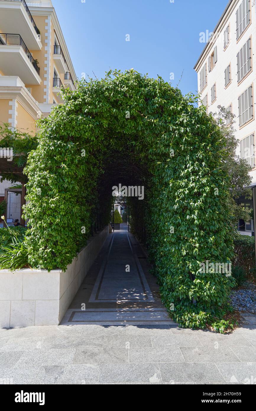 Green arch from climbing plant in the city Stock Photo - Alamy