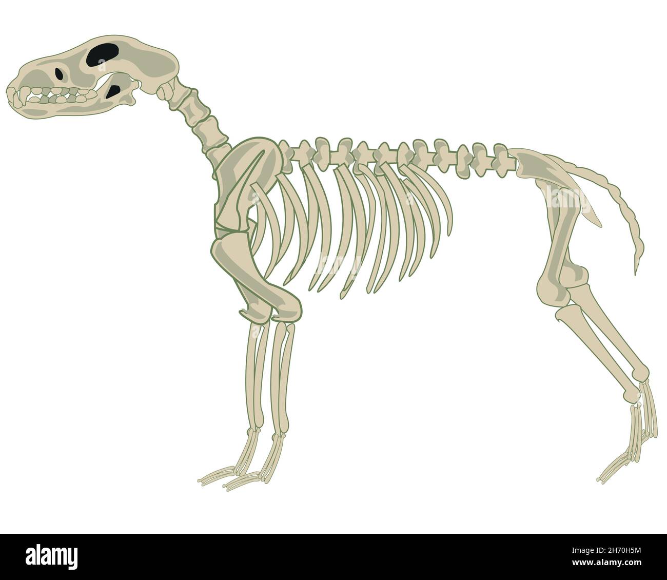 Vector illustration of the skeleton animal dog cartoon Stock Vector ...
