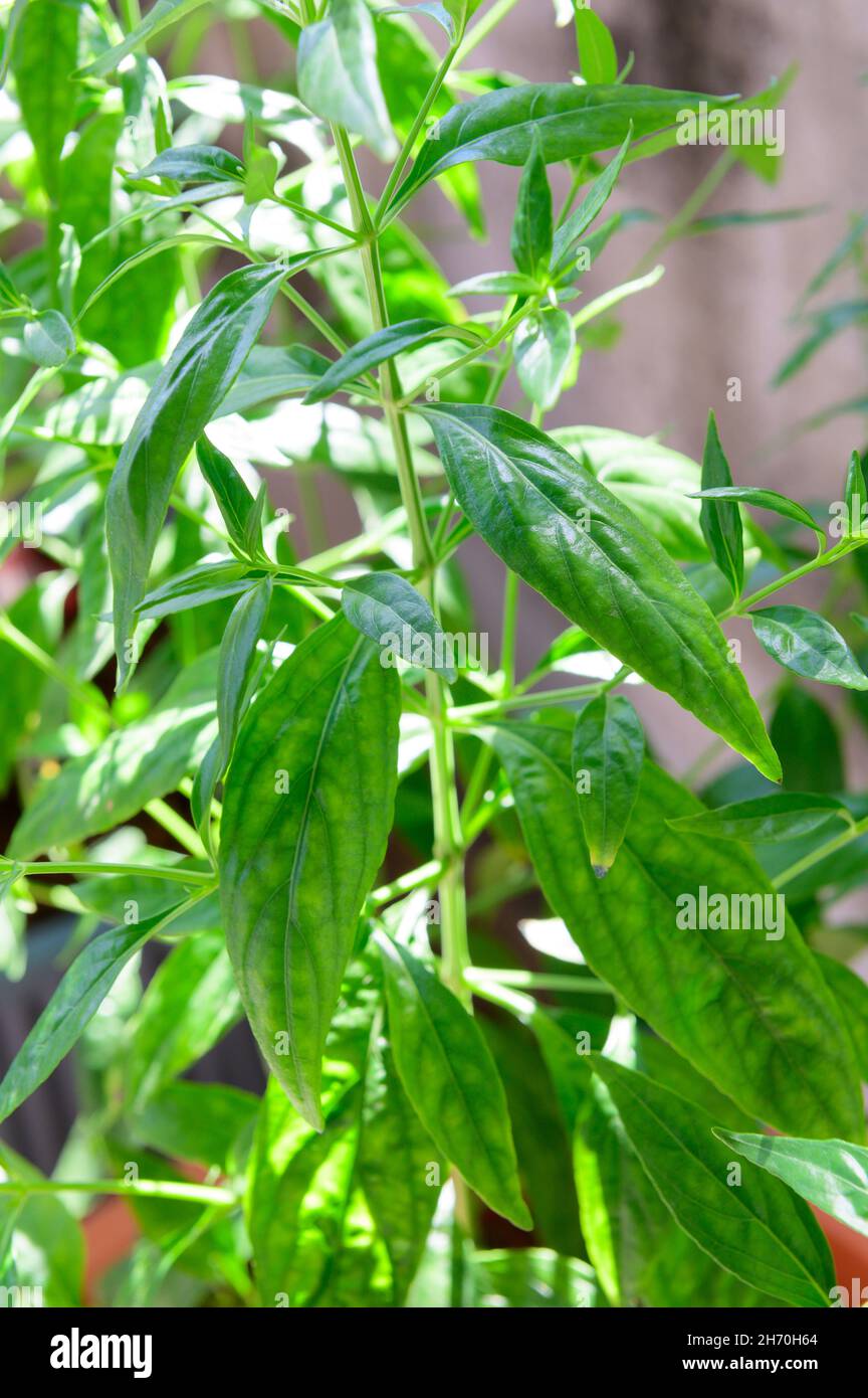 Kariyat Thai herbal medicine herbs organic plant leaves Stock Photo - Alamy