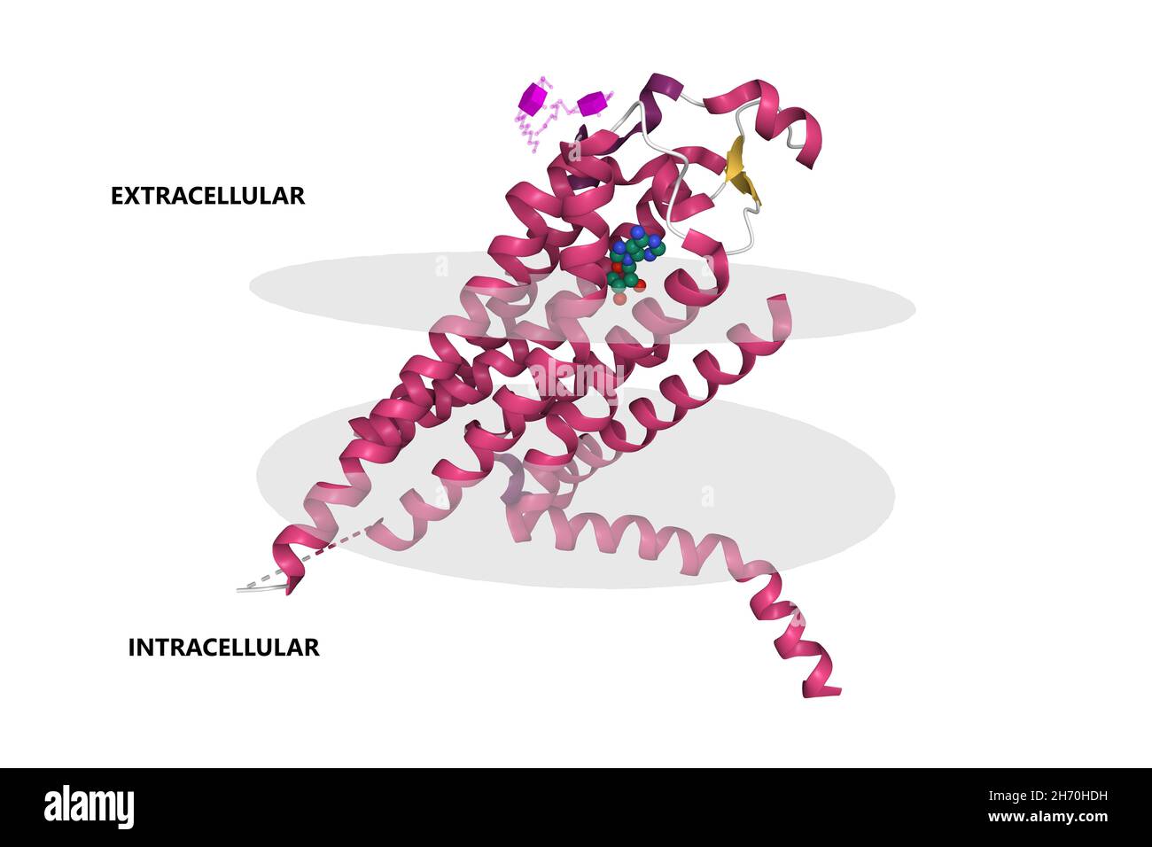 Adenosine Receptor Structure