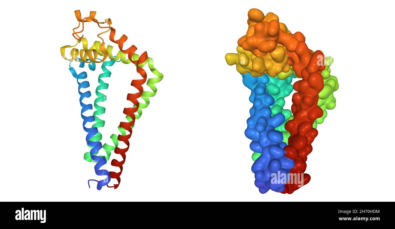 Crystal structure of human CD9, 3D cartoon and Gaussian surface models ...