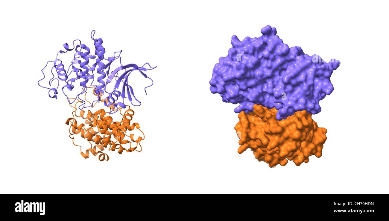 Structure of cyclin-dependent kinase 2 (CDK2, blue) in complex with ...