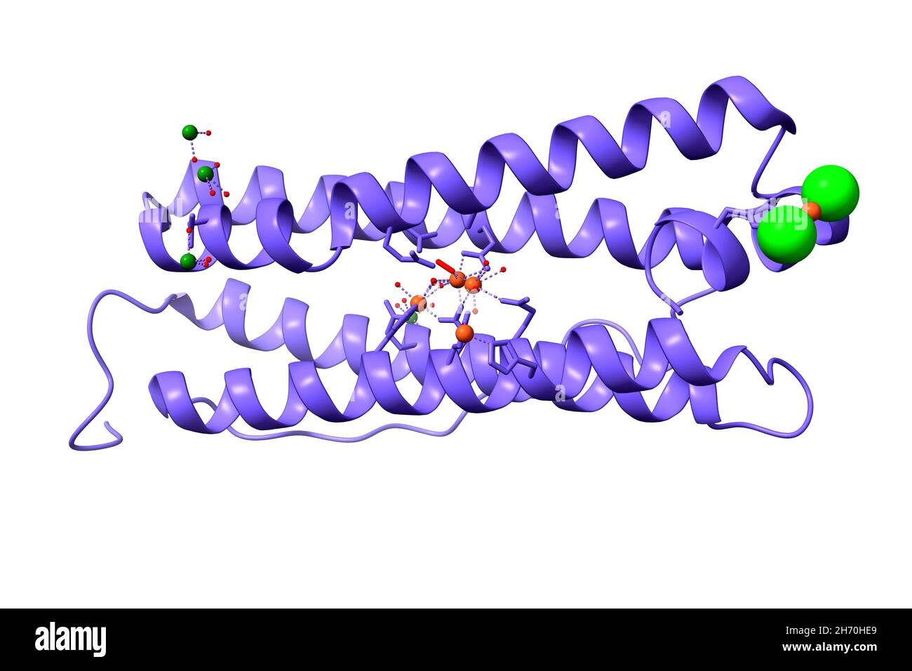 Human H ferritin heavy chain with ions of iron (orange), chlorine ...