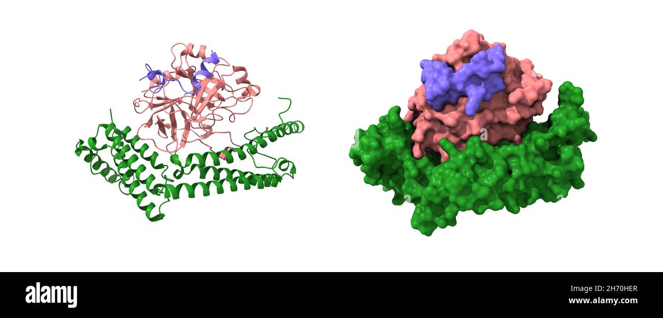 Staphylocoagulase (green) complexed with human thrombin heterodimer. 3D ...