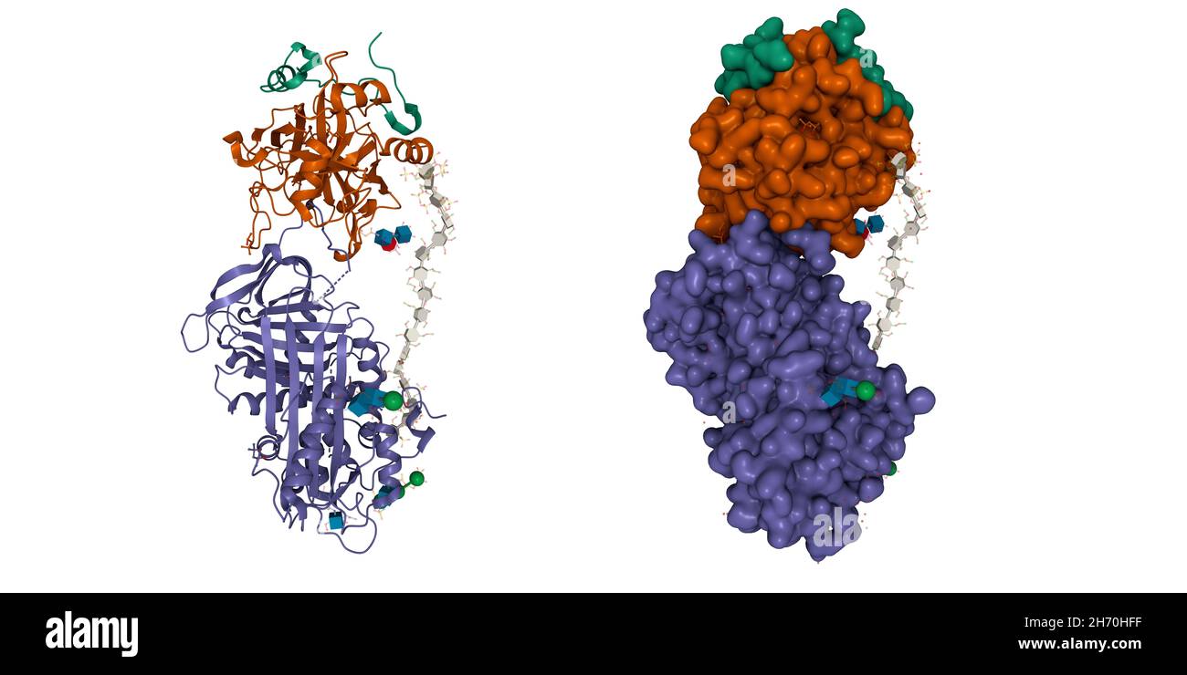 Structure of the antithrombin (violet)-thrombin (brown-green)-heparin ...