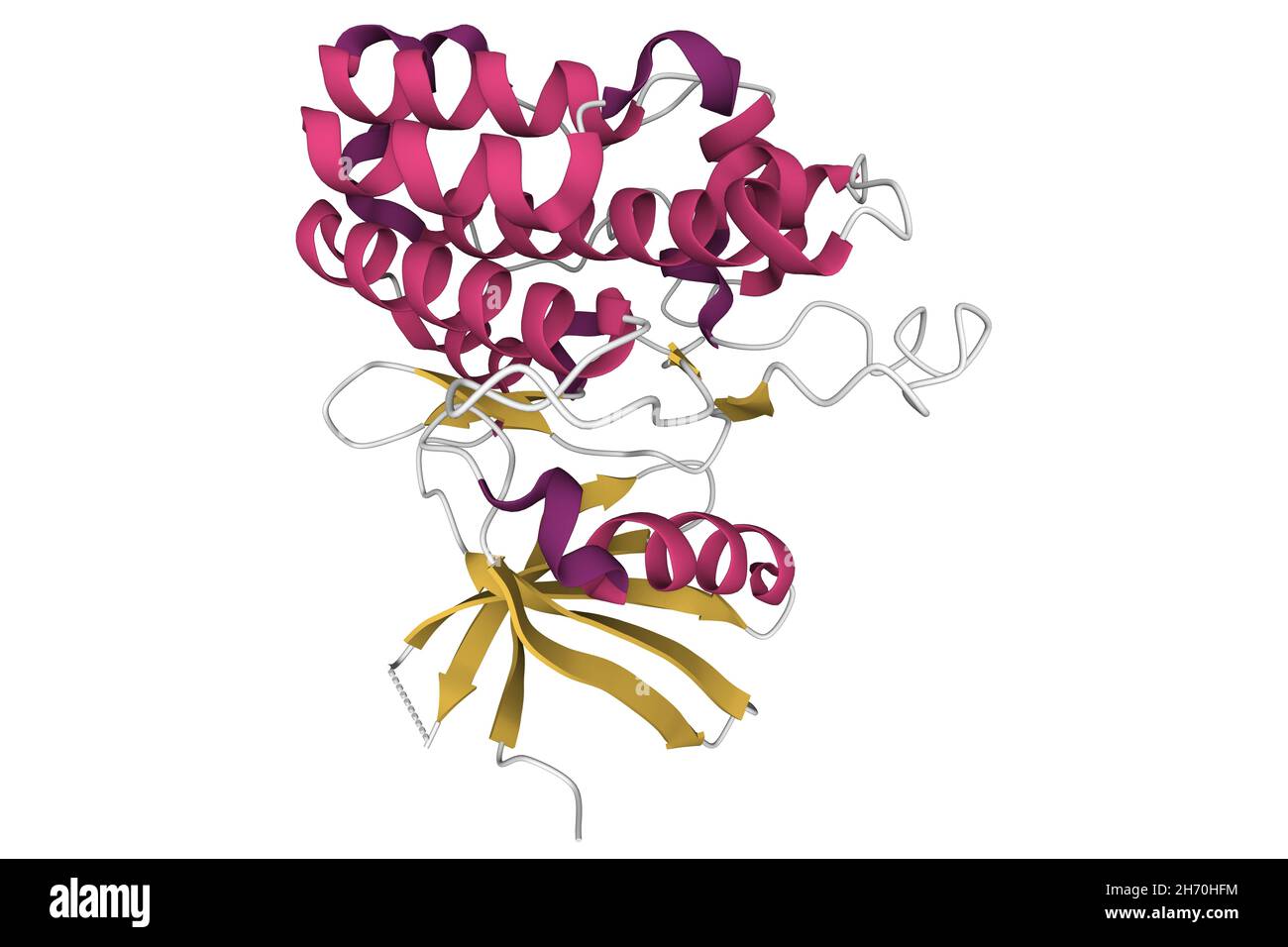 Structure of human tgf-beta receptor type 2 kinase domain. 3D cartoon ...
