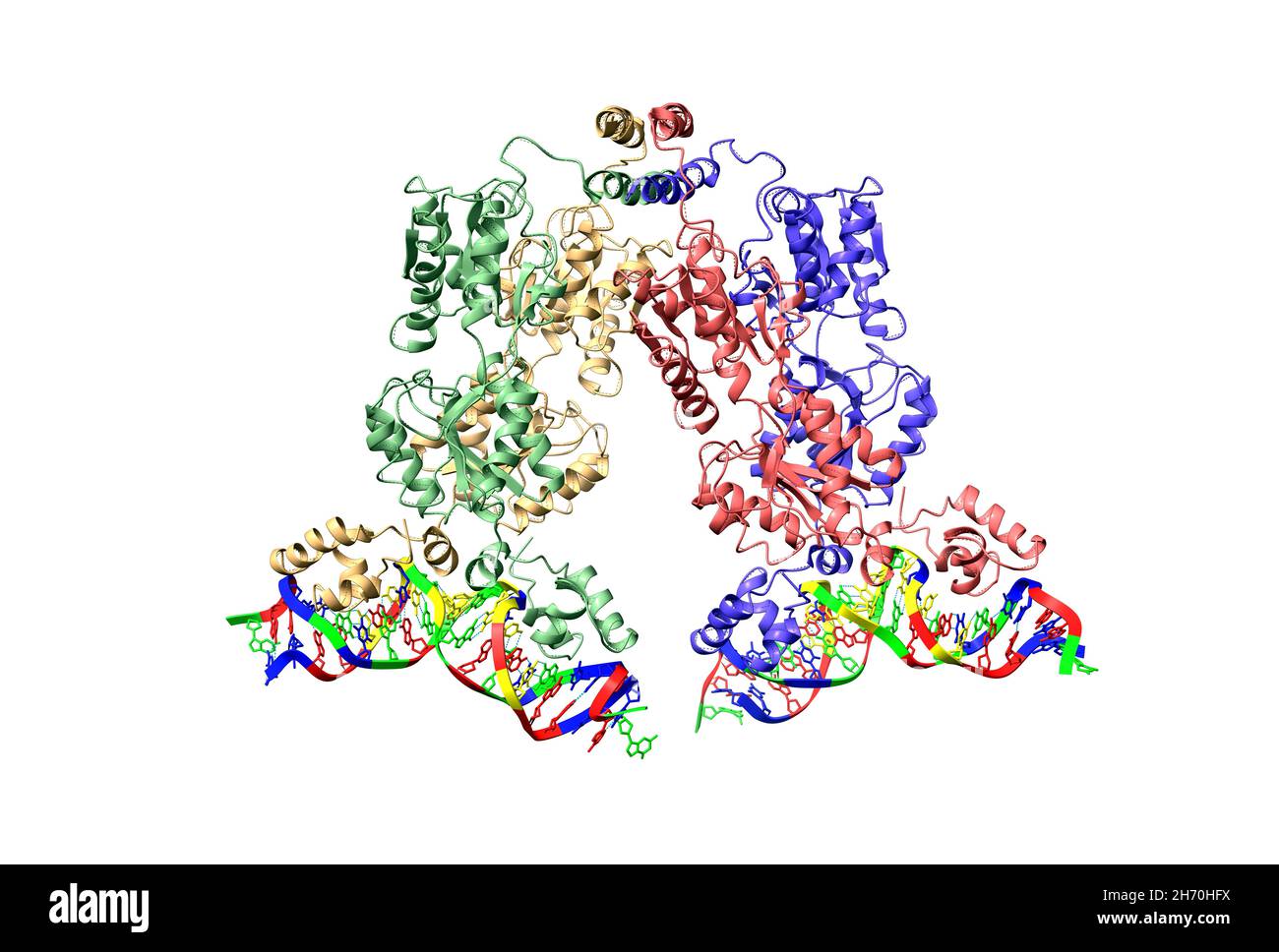 Lactose operon repressor of E. coli bound to 21-base pair symmetric ...