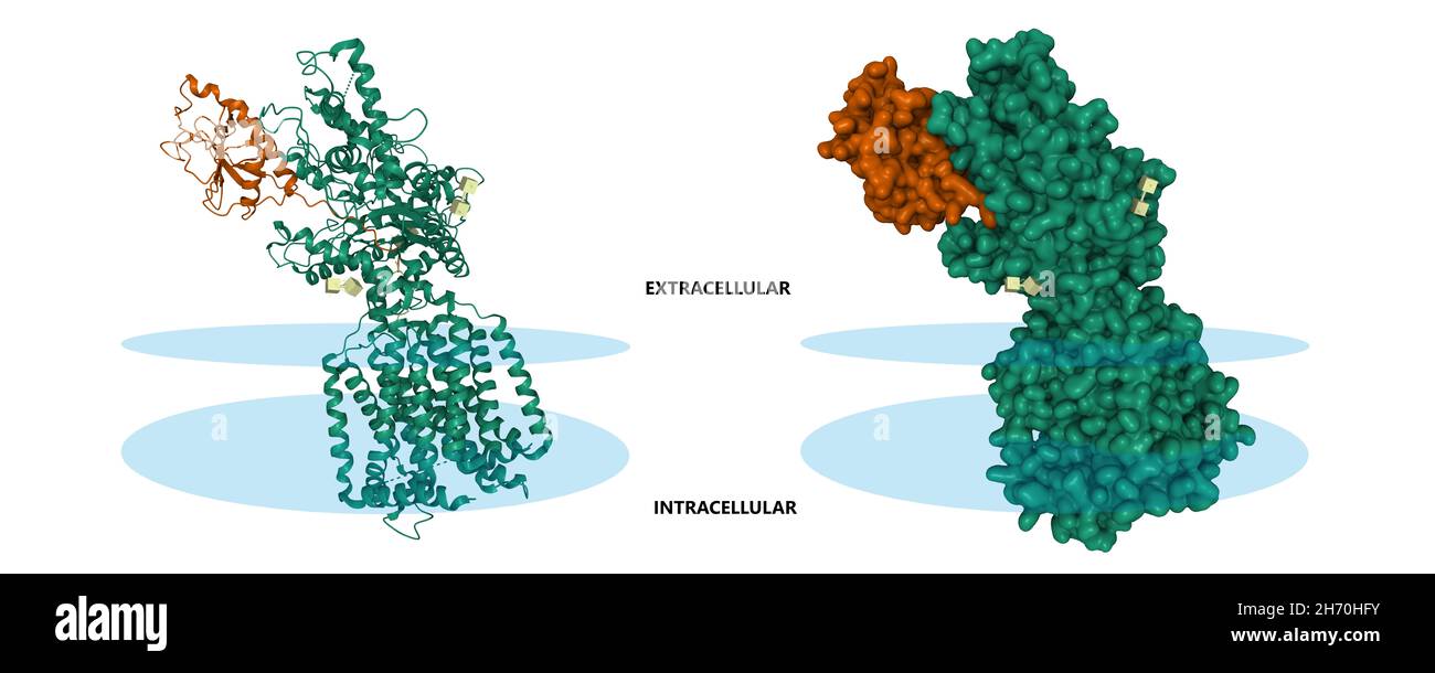 Sonic Hedgehog Protein Structure