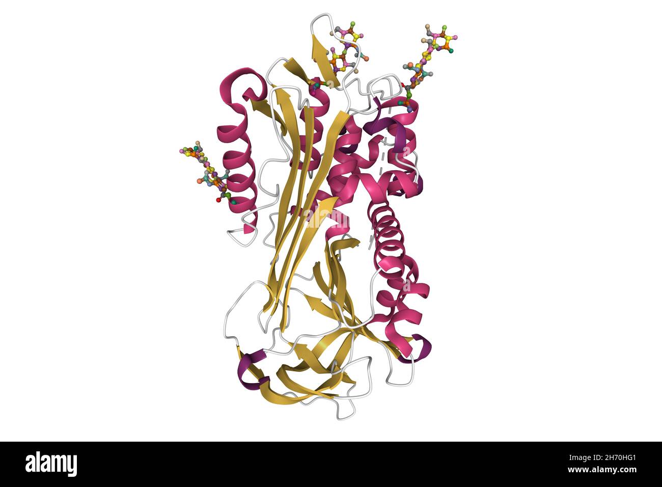 Structure of plasma beta-antithrombin III. 3D cartoon model with ...