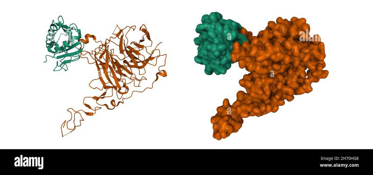 Structure of the complex between human hedgehog-interacting protein ...