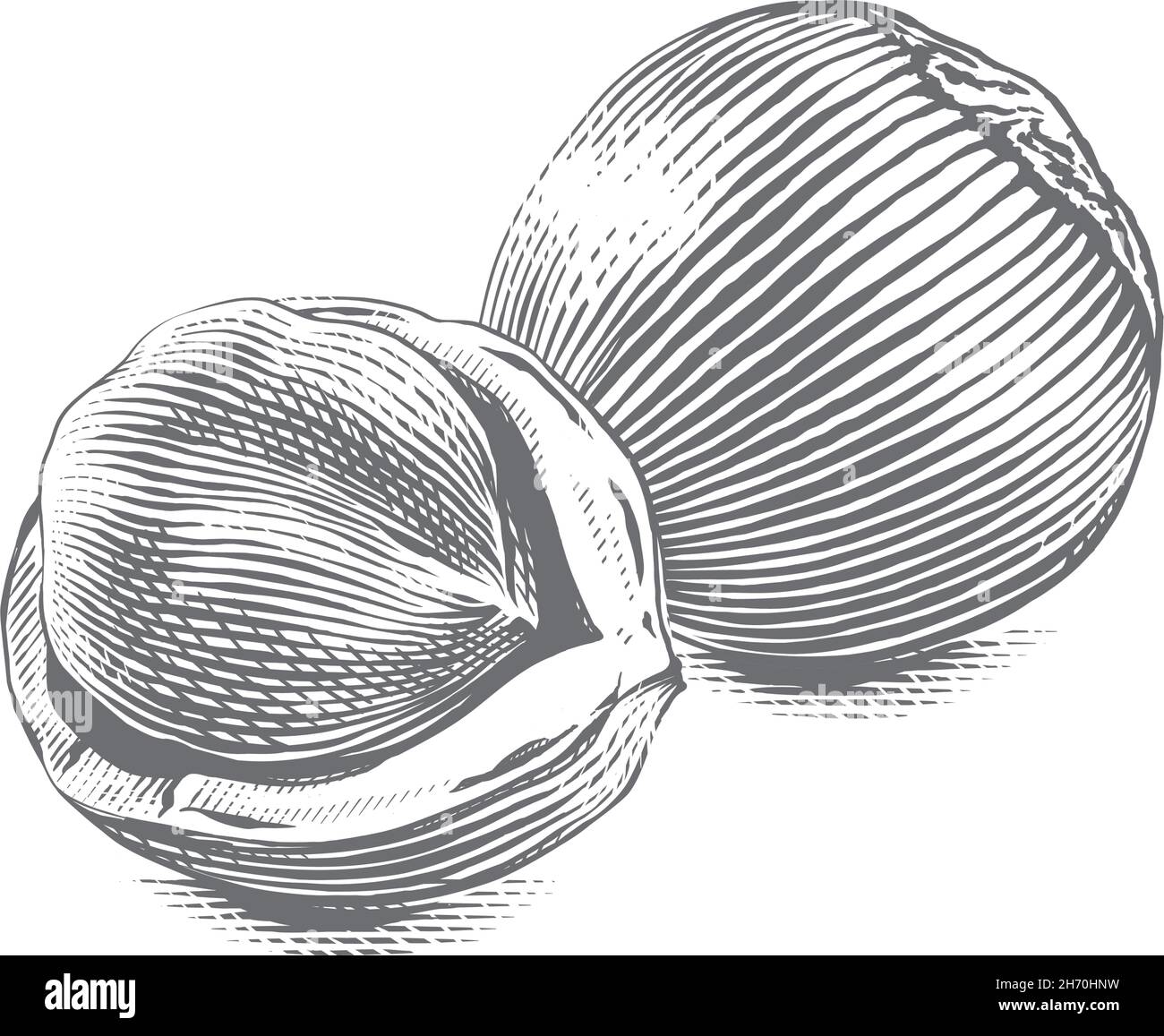 open filbert Hand drawing sketch engraving illustration style Stock ...