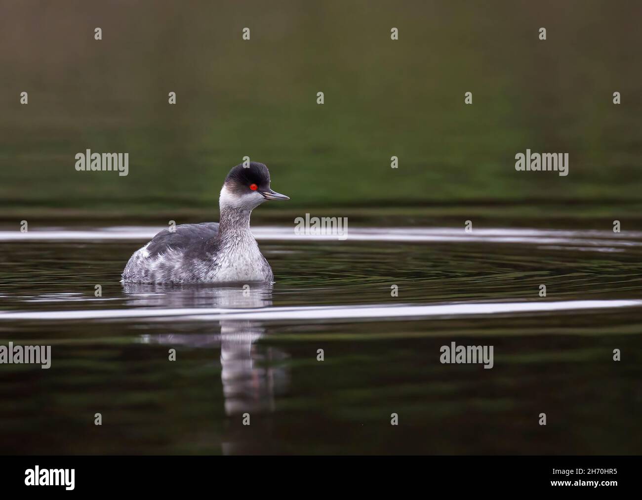 Grebe winter plumage hi-res stock photography and images - Alamy