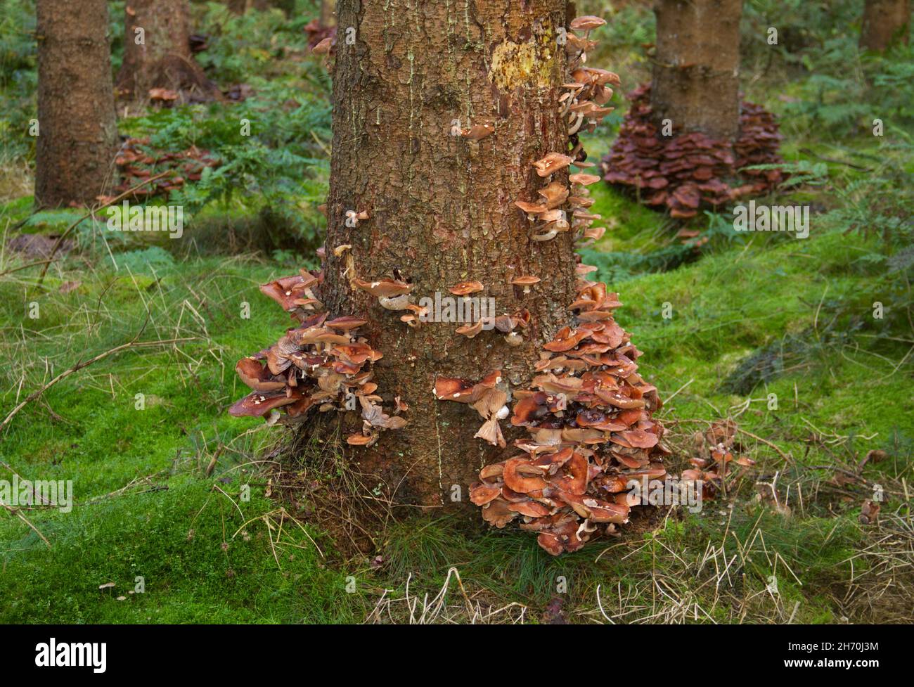 Honey mushroom, a destructive forest pathogen, on the trunk of a dying ...