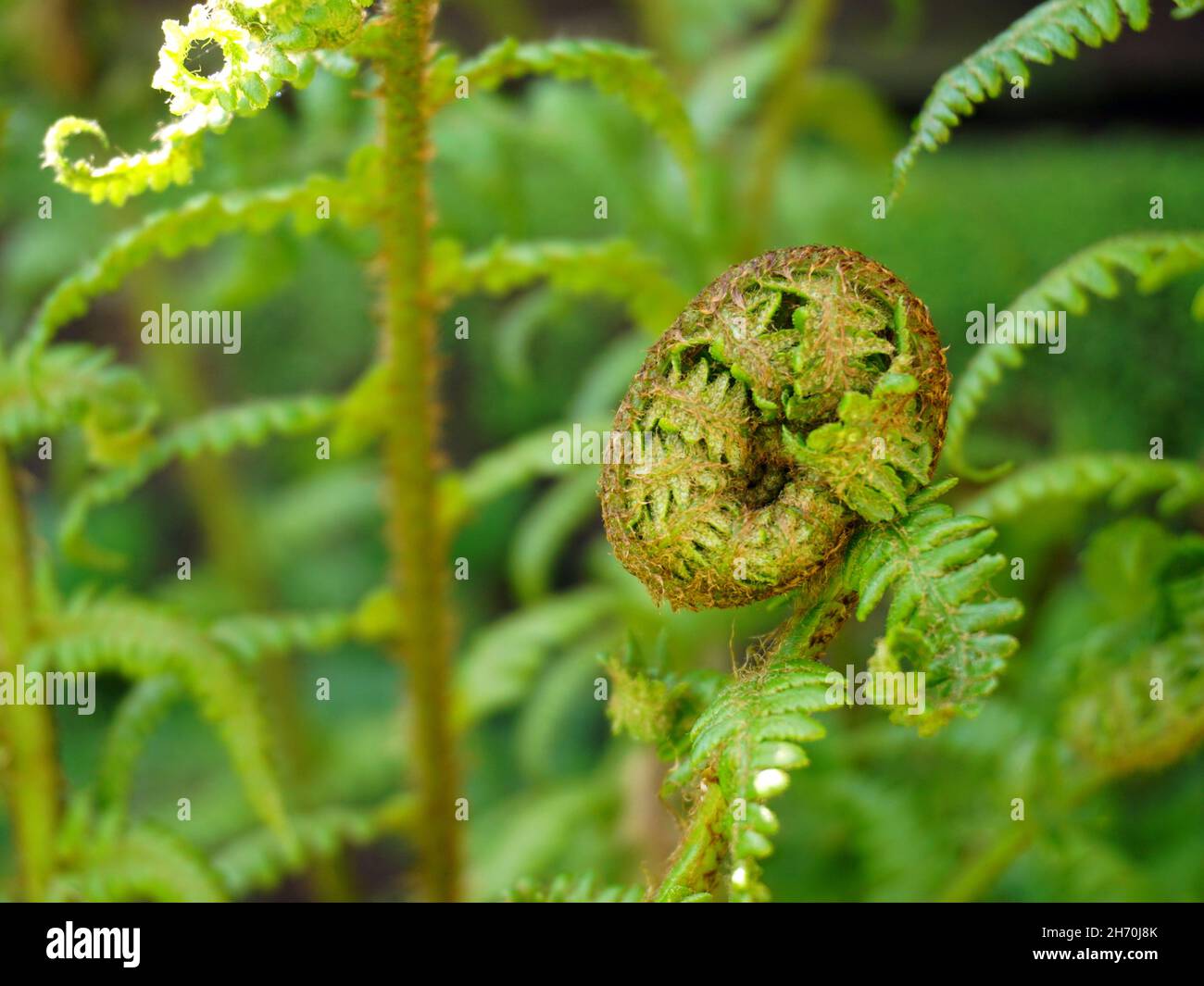 Spiral shape of of a young fern sprout Stock Photo - Alamy