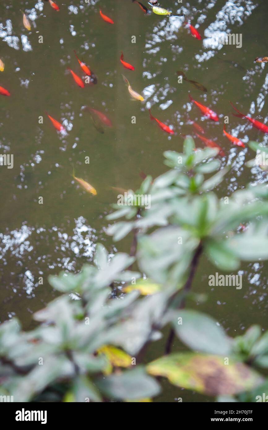 Red Carp High Resolution Stock Photography and Images - Alamy