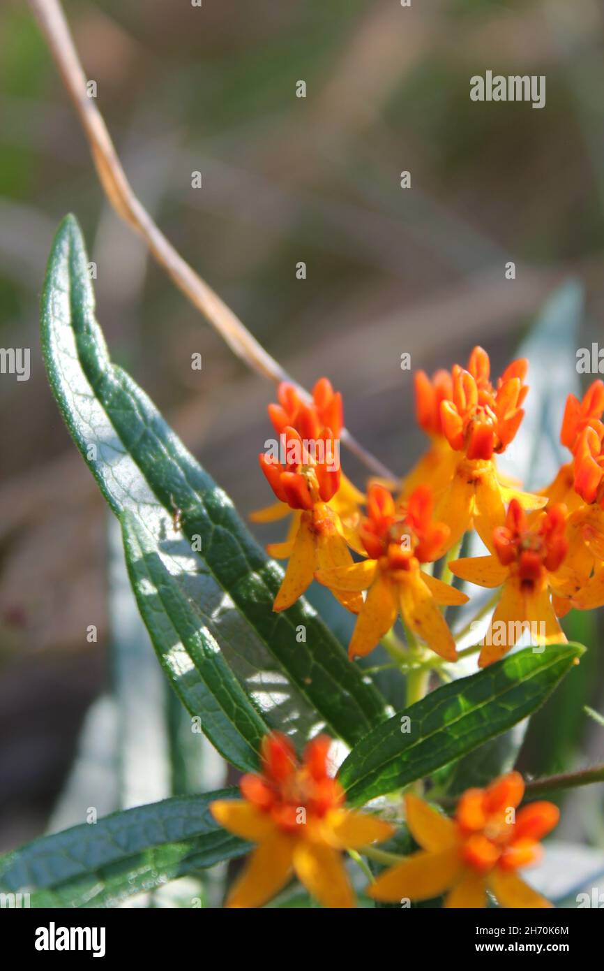 Beautiful bright orange wildflower plants growing in the sunny summer ...