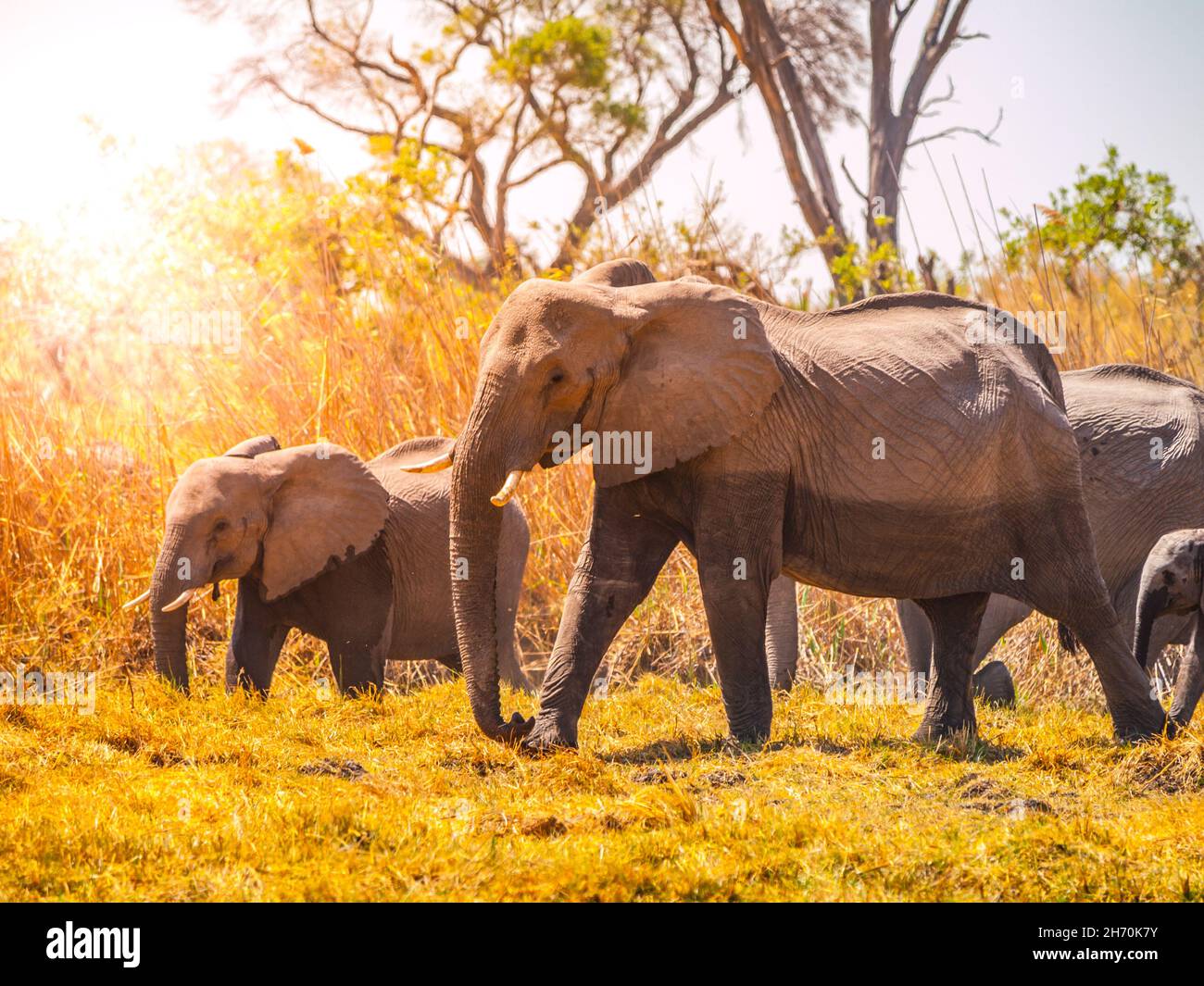 Walking elephants in african savanna Stock Photo - Alamy