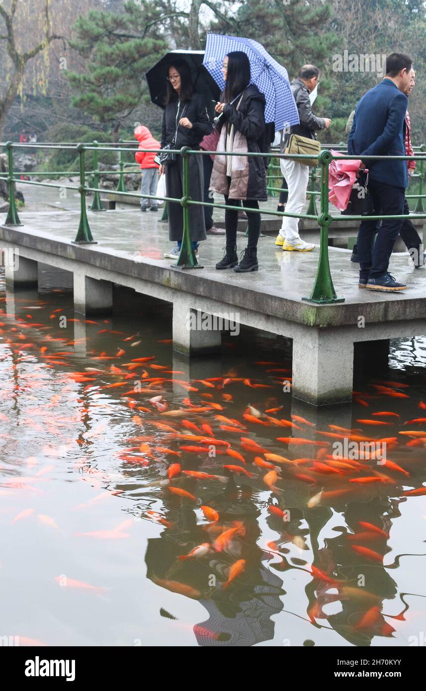 Tourists in Hangzhou viewing fish at Flower Harbor park to watch the ...