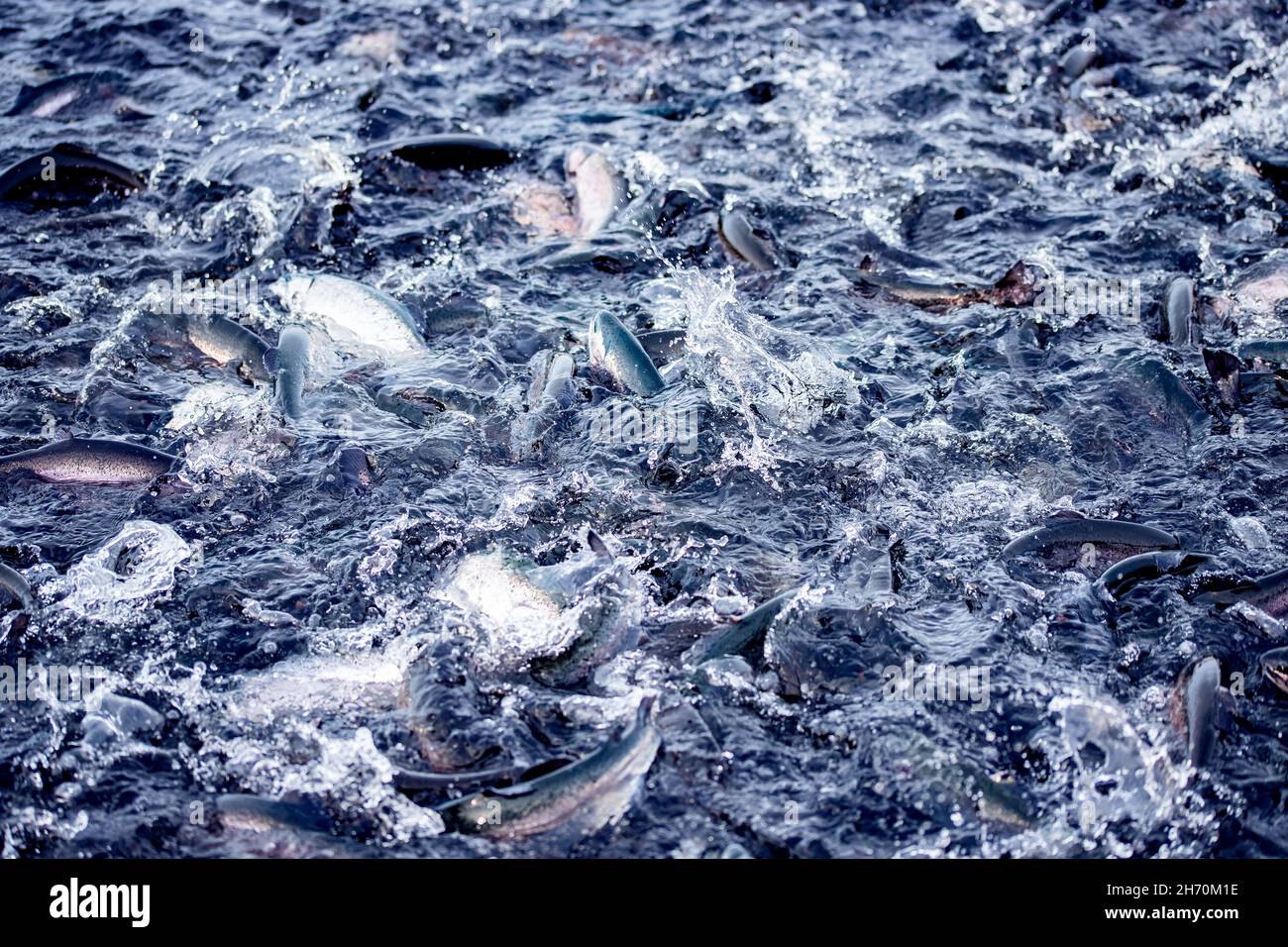 Fish farm for breeding for rainbow trout and salmon fry in net cages ...