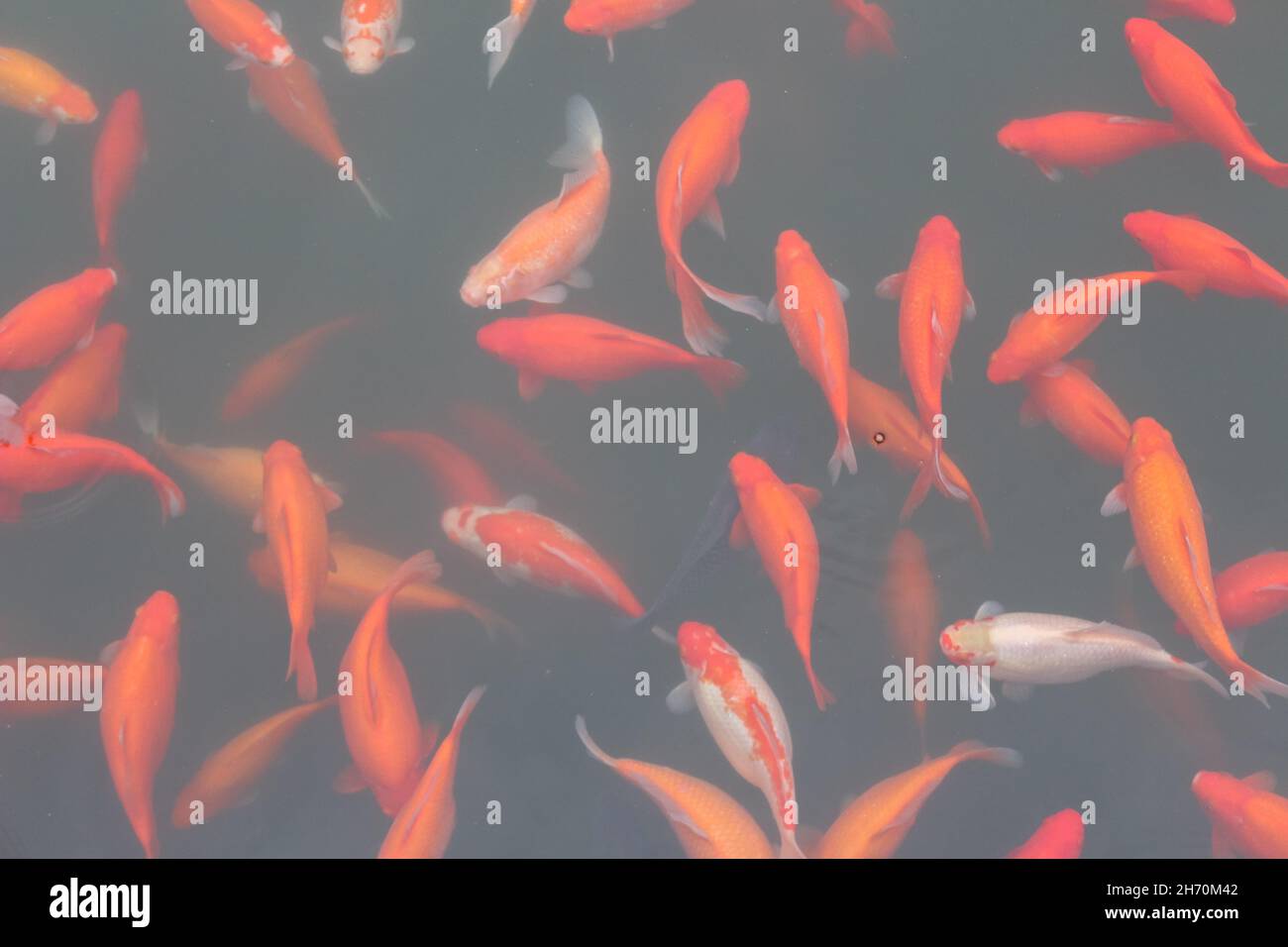 Koi carp fish in the lake or pond. Top view. Horizontal Stock Photo - Alamy