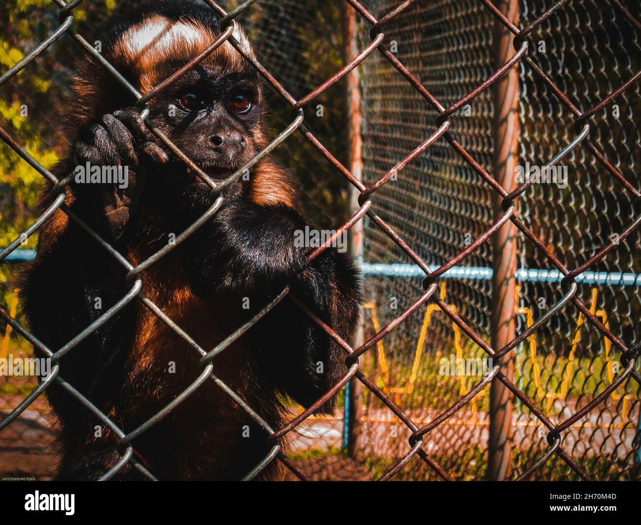 Cute baby monkey behind the rusty grid fence at the zoo Stock Photo - Alamy
