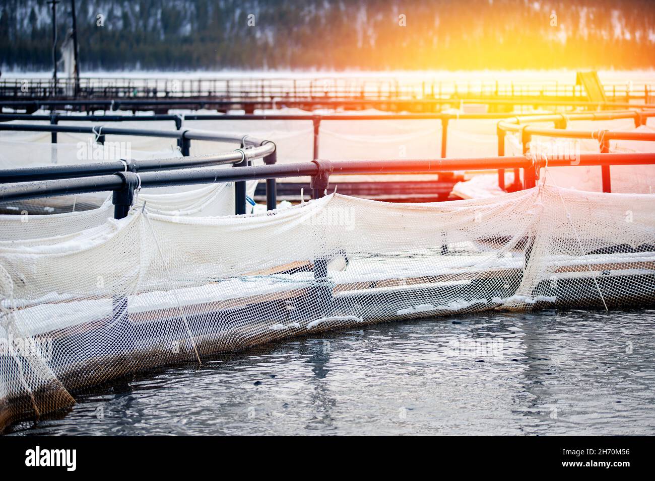 Fish farm for breeding for rainbow trout and salmon fry in net cages ...