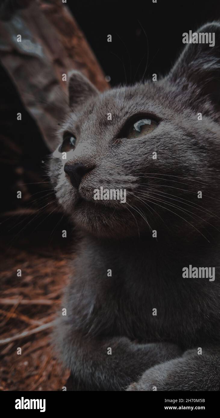 Vertical portrait of a beautiful grey cat lying on the floor Stock ...