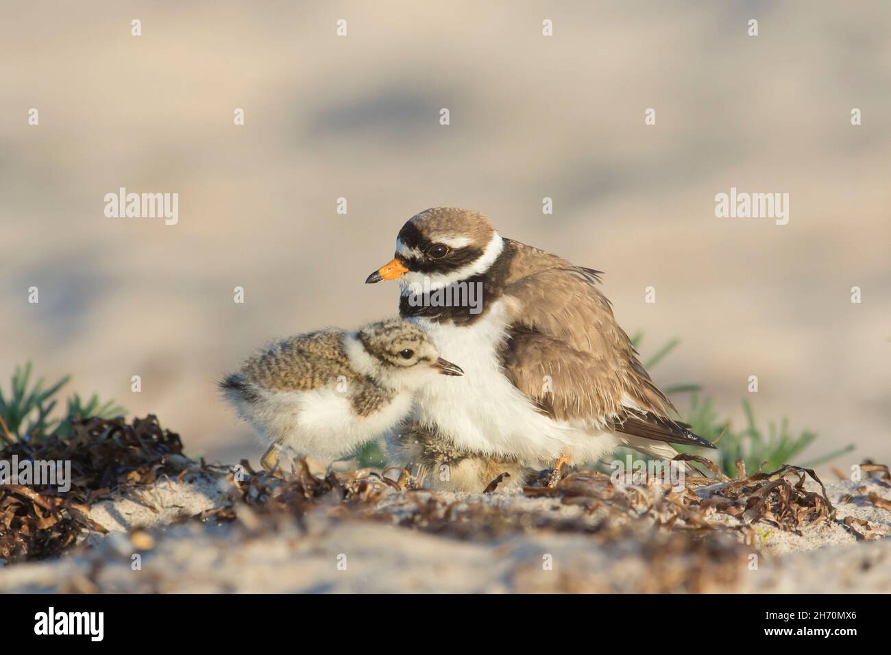 Mother bird protecting baby bird hi-res stock photography and images ...