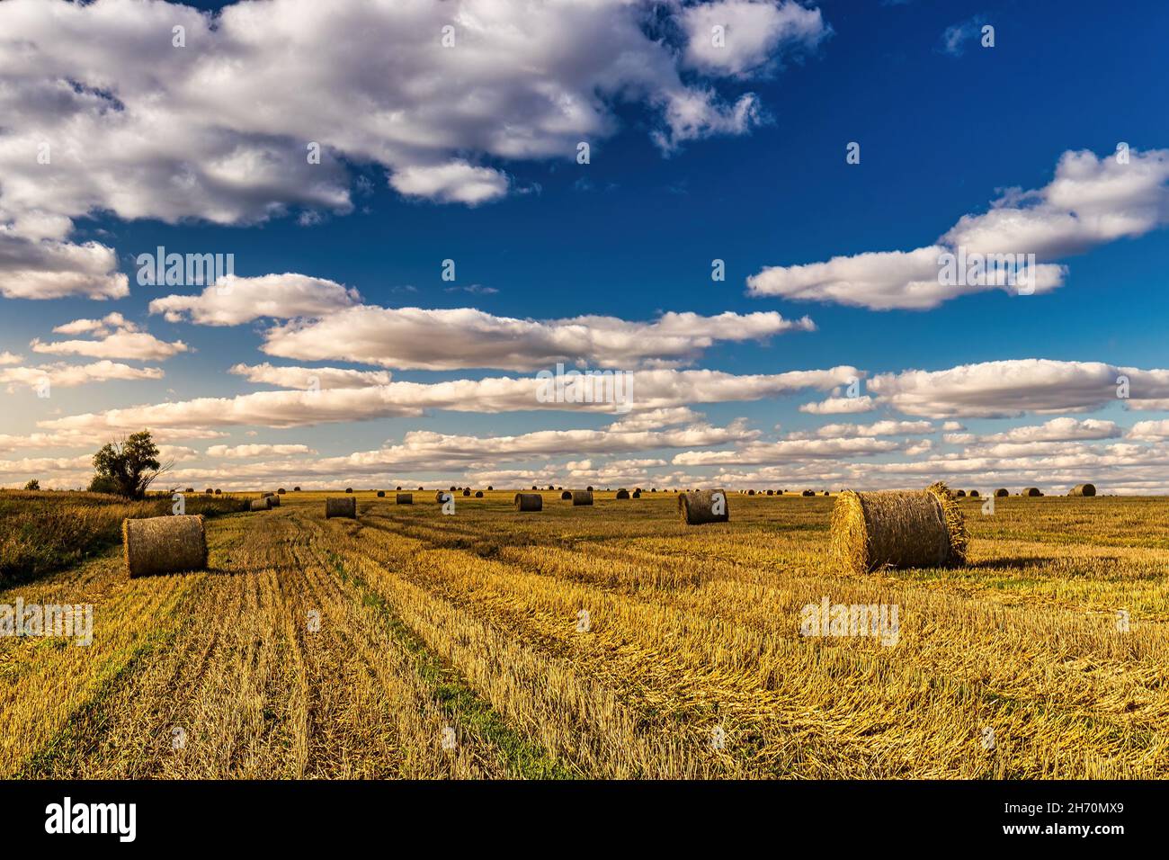 Scene with haystacks on the field in autumn sunny day. Rural landscape ...
