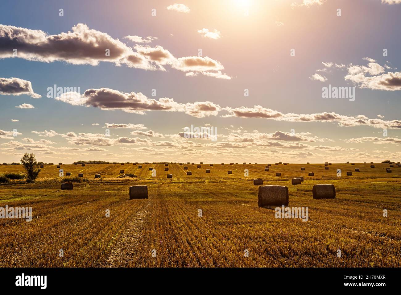Scene with haystacks on the field in autumn sunny day. Rural landscape ...