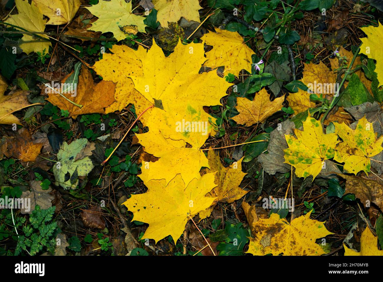 Leaf senescence hi-res stock photography and images - Alamy
