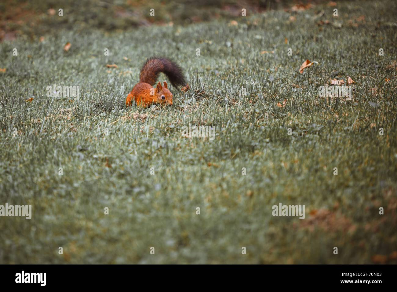 Squirrel hair hi-res stock photography and images - Alamy