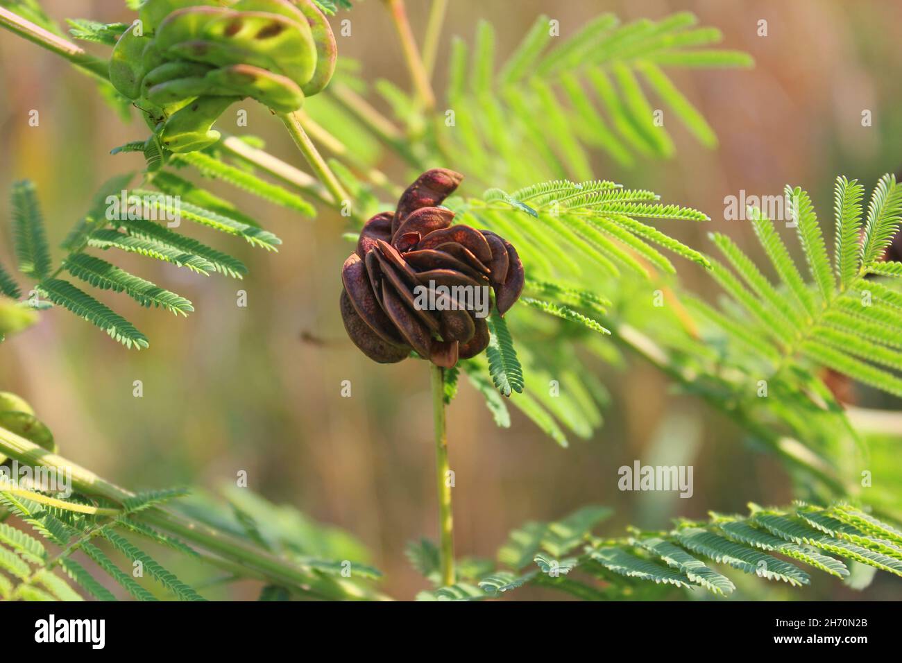 Beautiful wild seed pods and plants growing in the sunny summer meadow ...