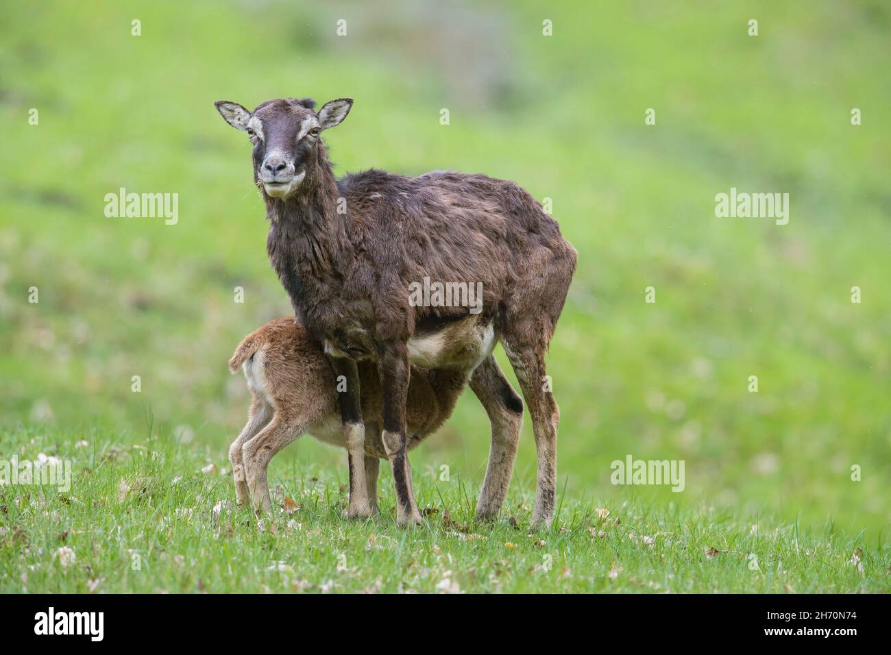 Mouflon (Ovis ammon musimon). Ewe nursing lamb on a meadow. Germany ...