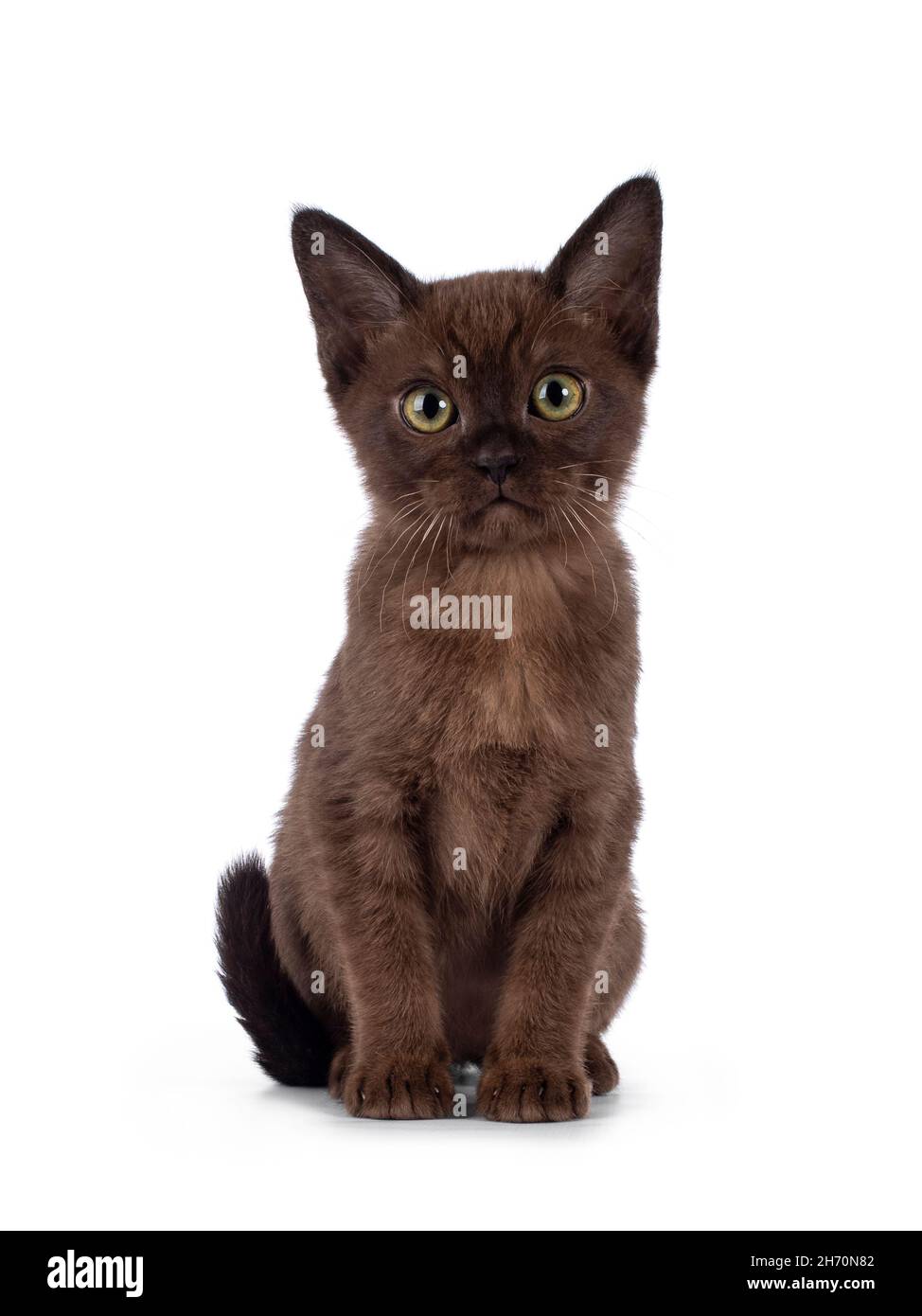 Black And White Burmese Cat