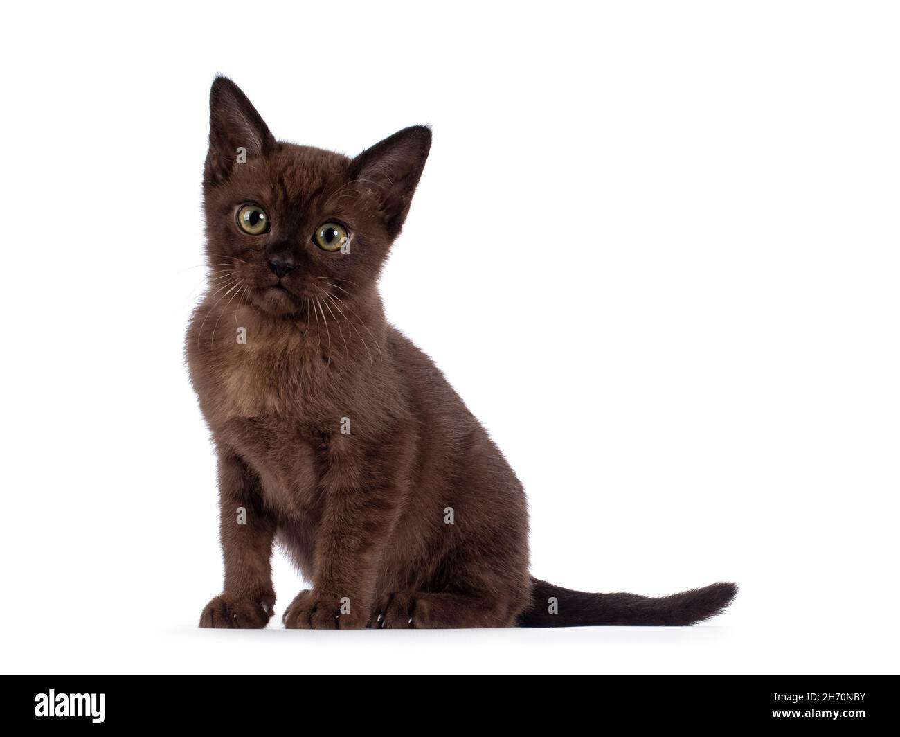 Cute dark brown Burmese cat kitten, sitting up side ways. Looking ...
