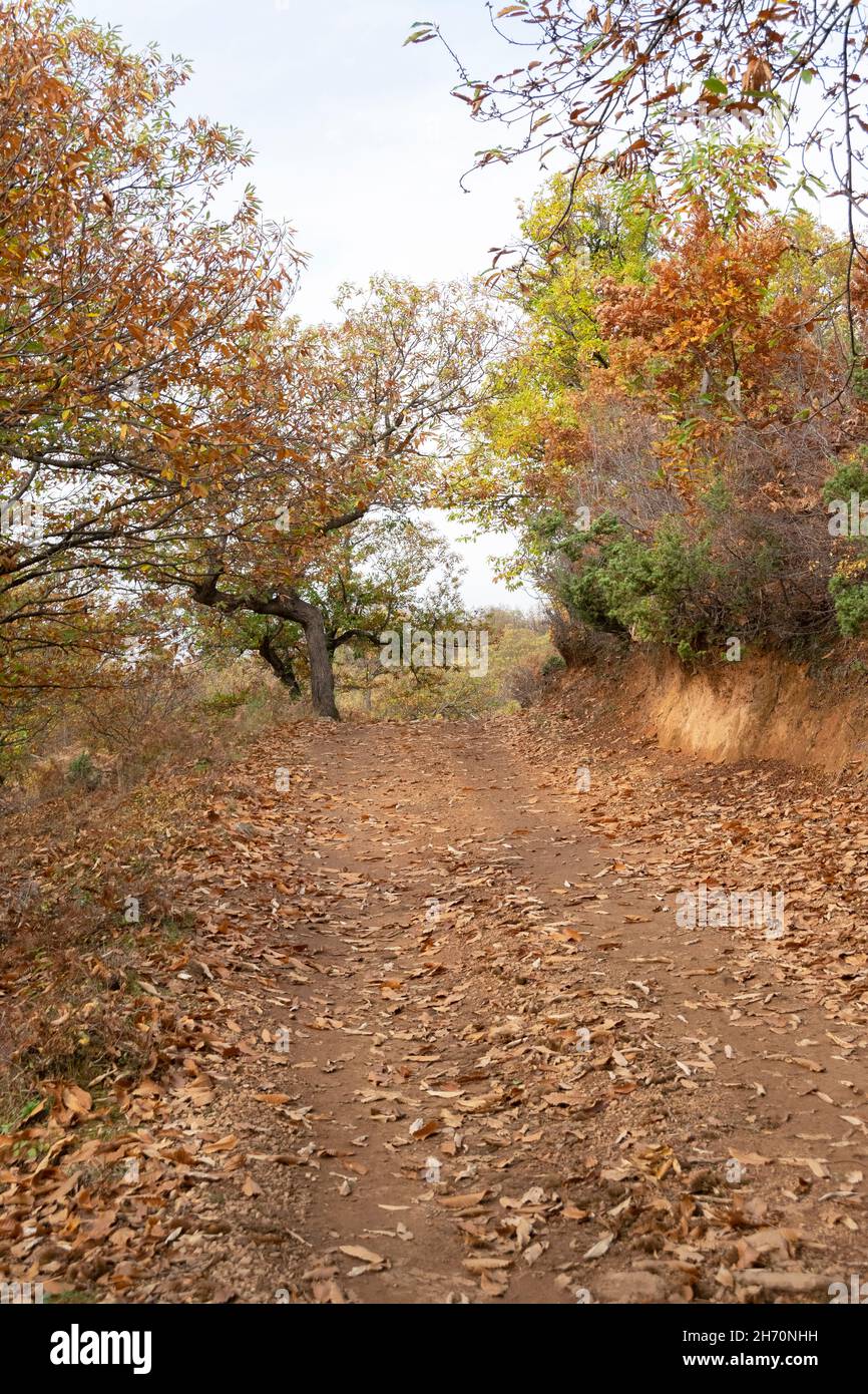 Colorful autumn forest landscape. Fall season in Albania Stock Photo ...