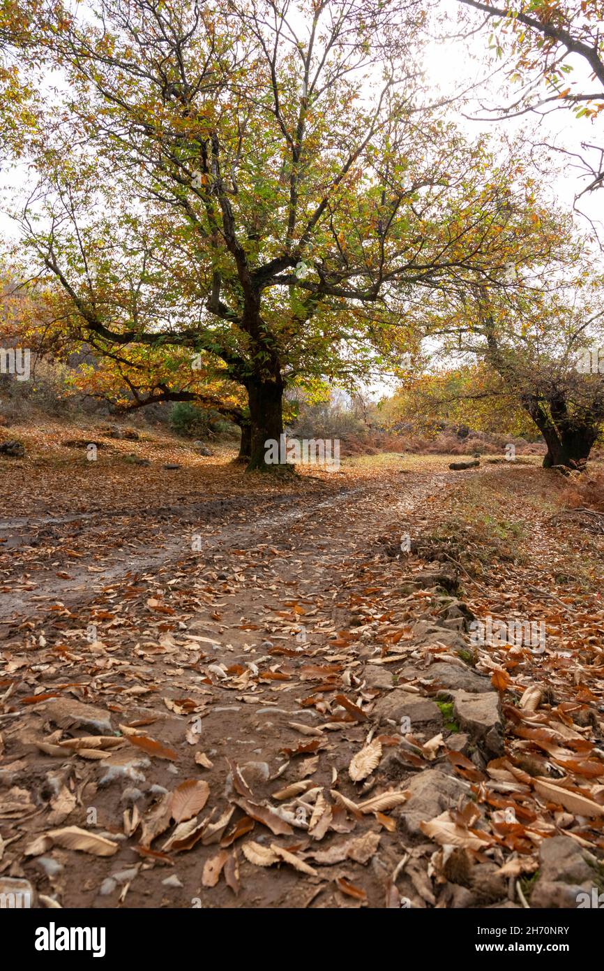 Colorful autumn forest landscape. Fall season in Albania Stock Photo ...