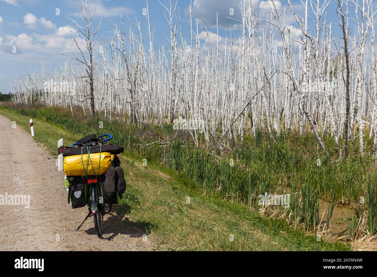 The traveler's bike stands on the side of the road near the swamp ...