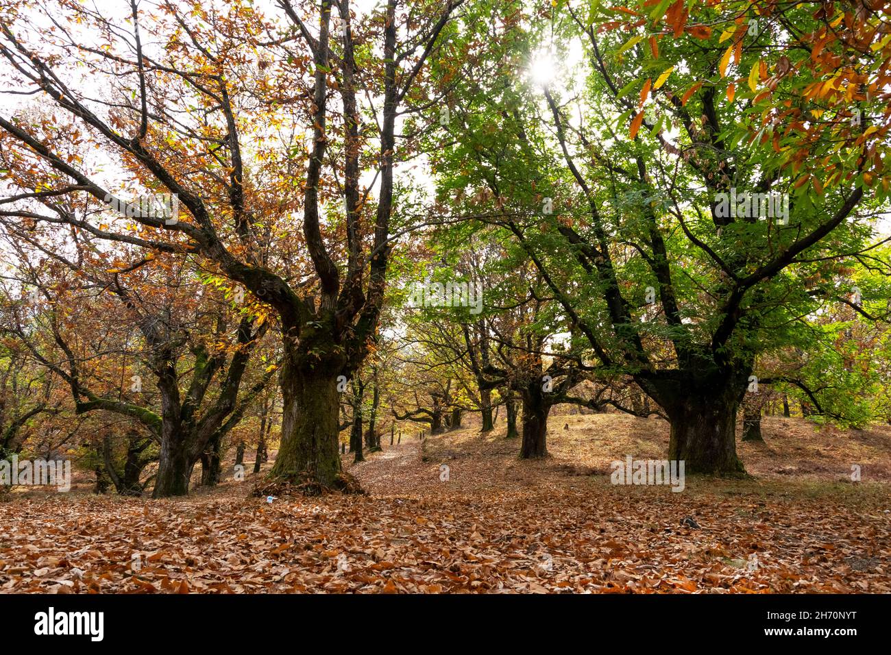 Colorful autumn forest landscape. Fall season in Albania Stock Photo ...